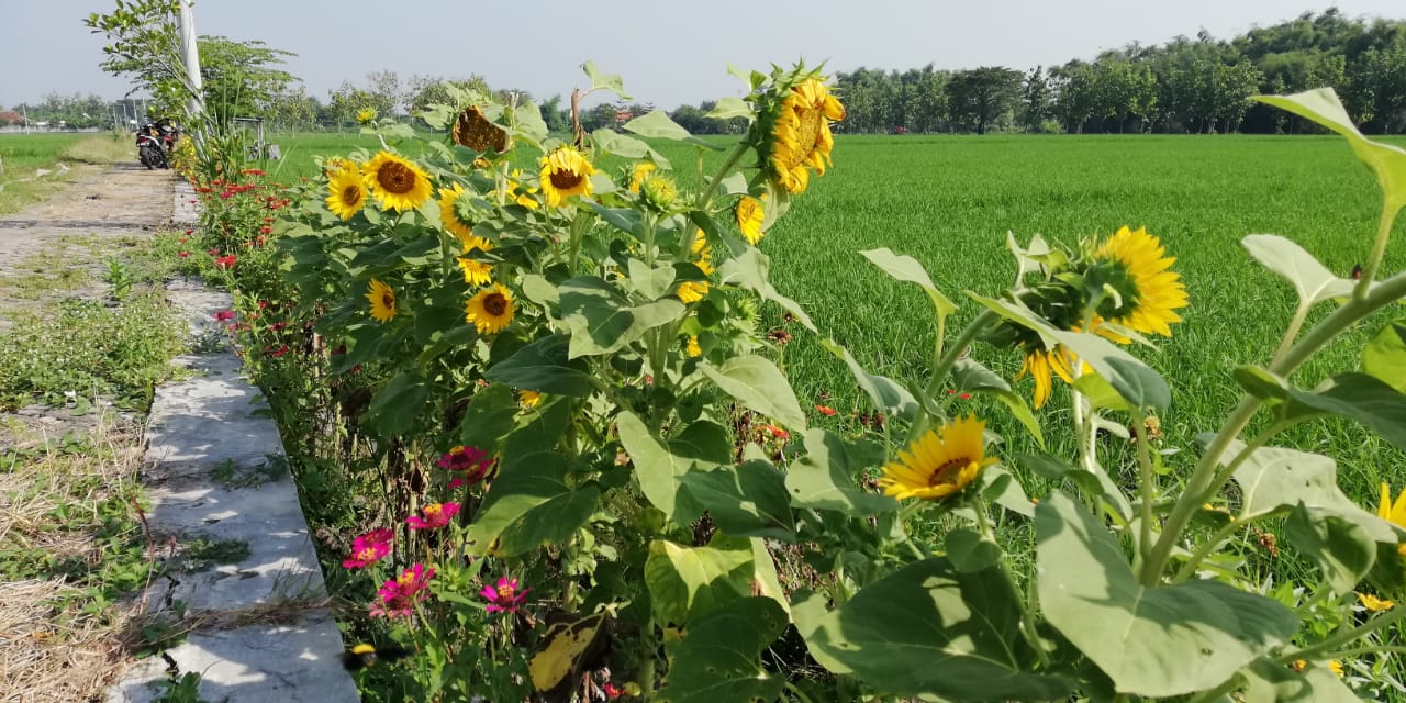 Dem Area Budidaya Tanaman Sehat 2019 – DKPP